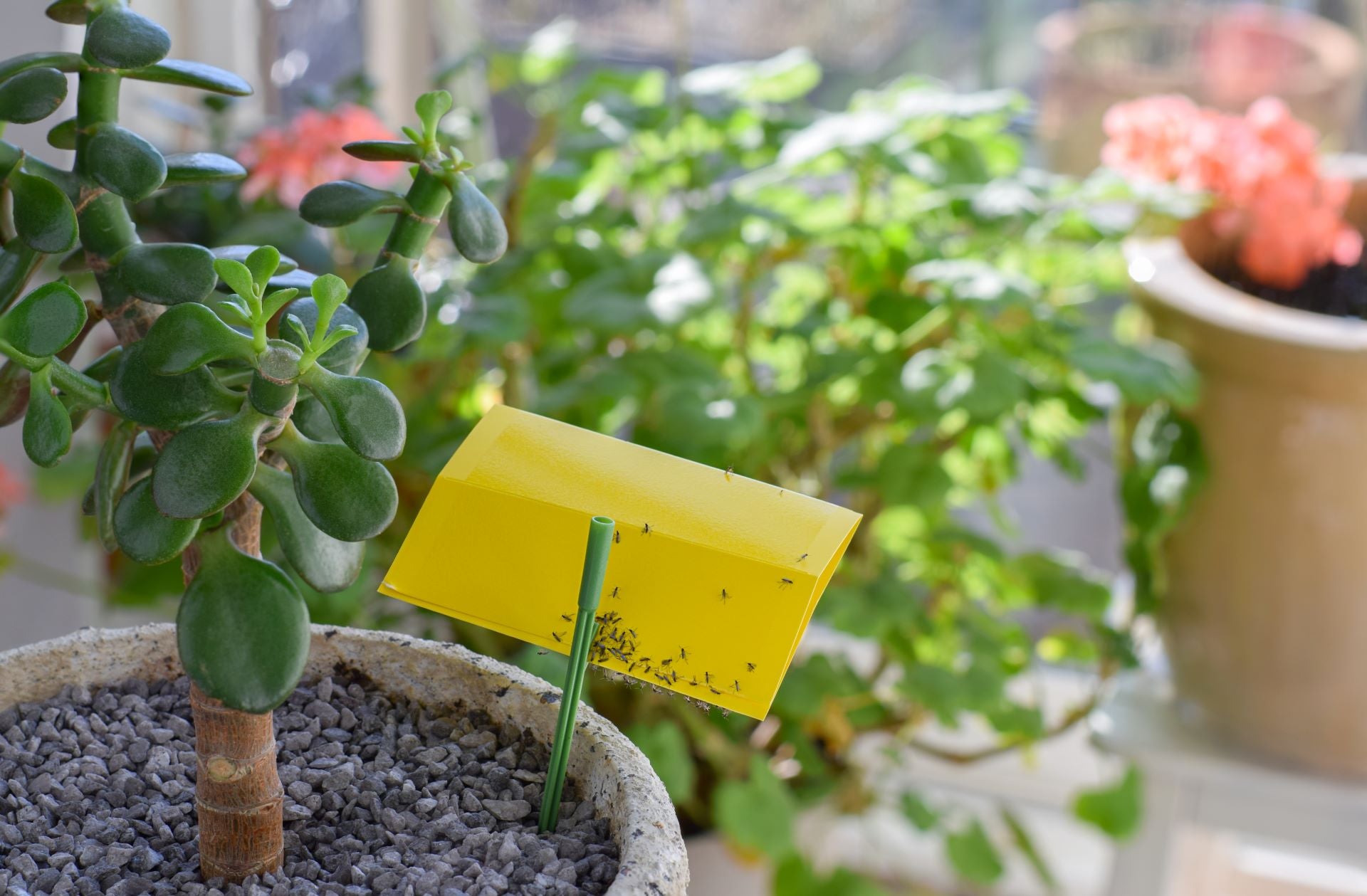 Pesky Pests: Gnats – Moogo