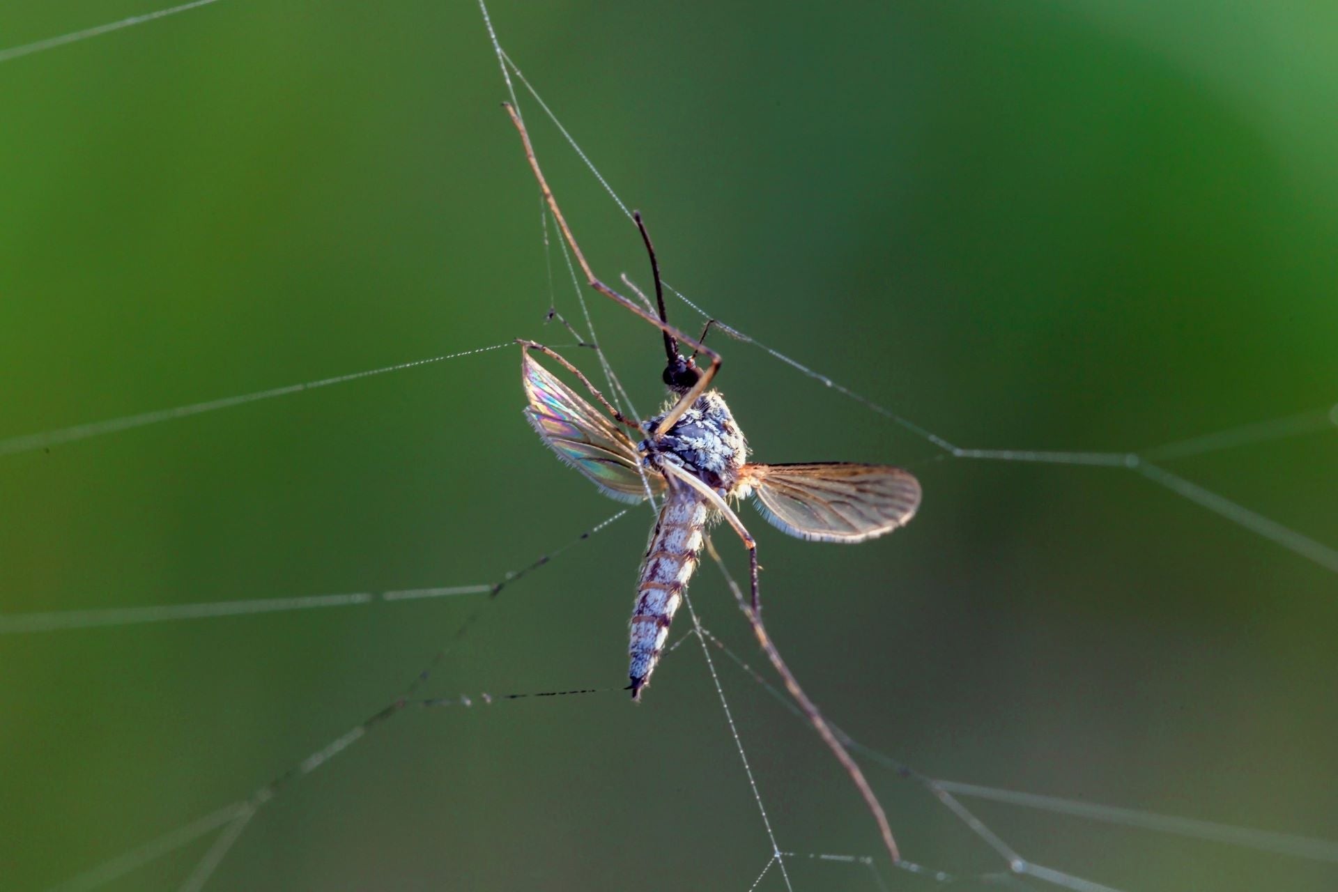 The Most Effective Methods of Mosquito Control – Moogo